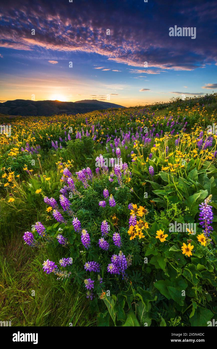 Wildflowers at Tom McCall Preserve, Columbia River Gorge National ...