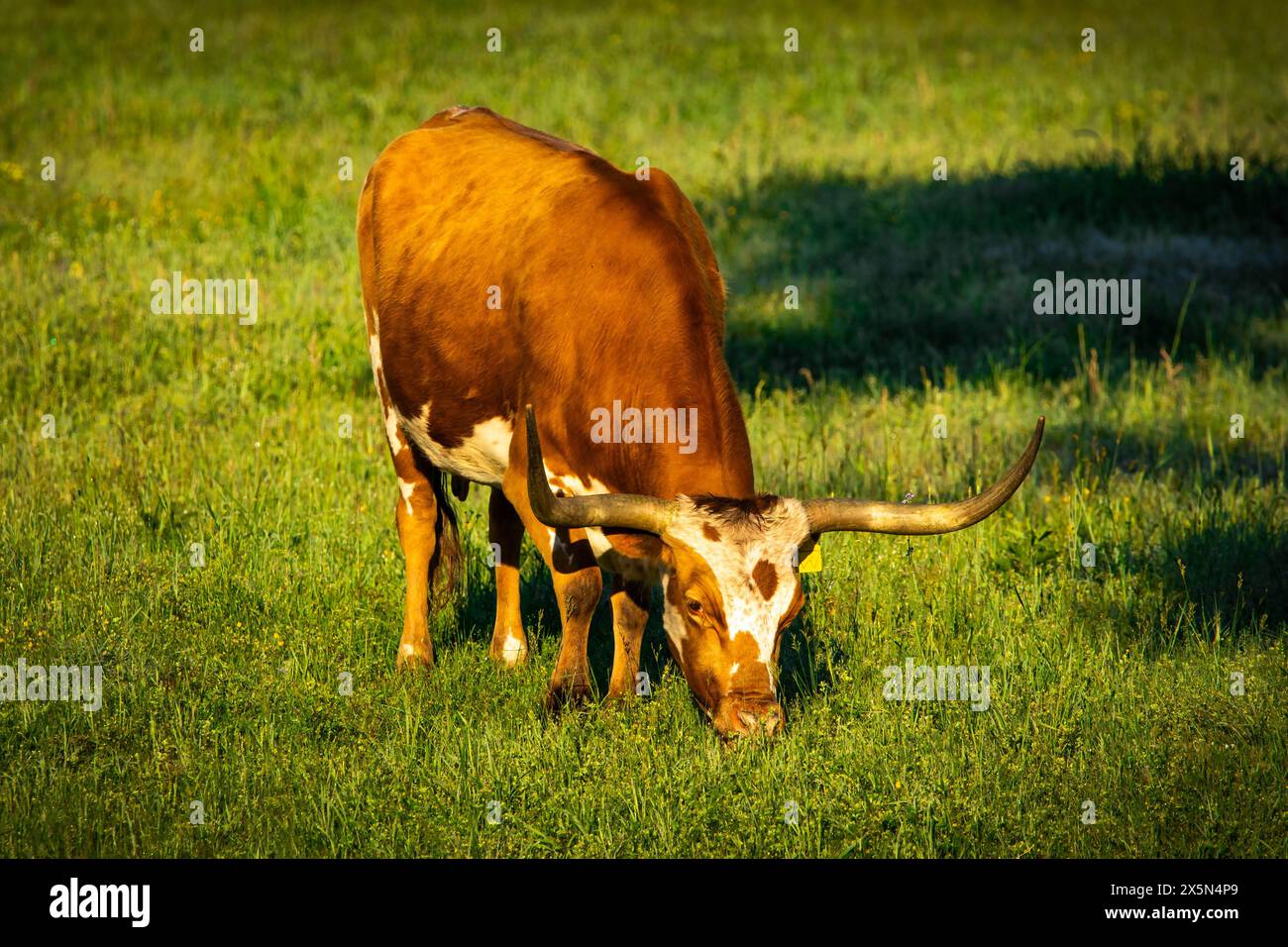 Famous Texas Longhorn American breed cow freely feeding at the ranch ...