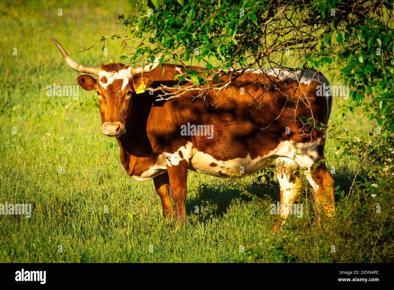 Famous Texas Longhorn American breed cow freely feeding at the ranch ...