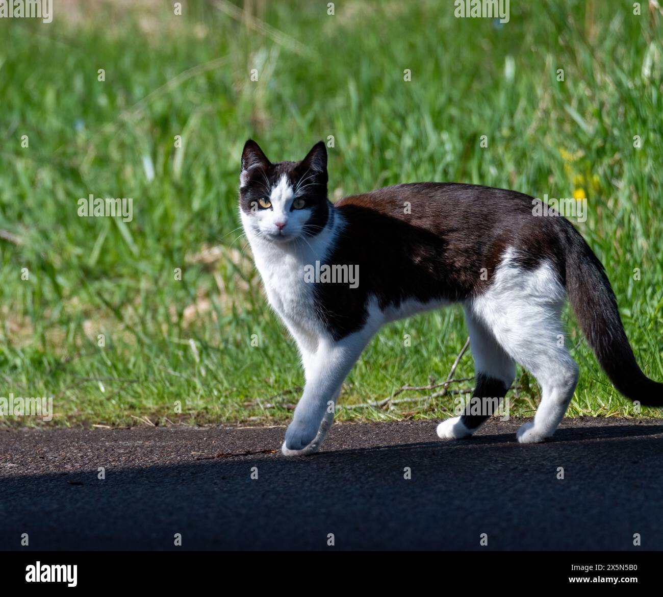 Cat looking into the camera Stock Photo - Alamy