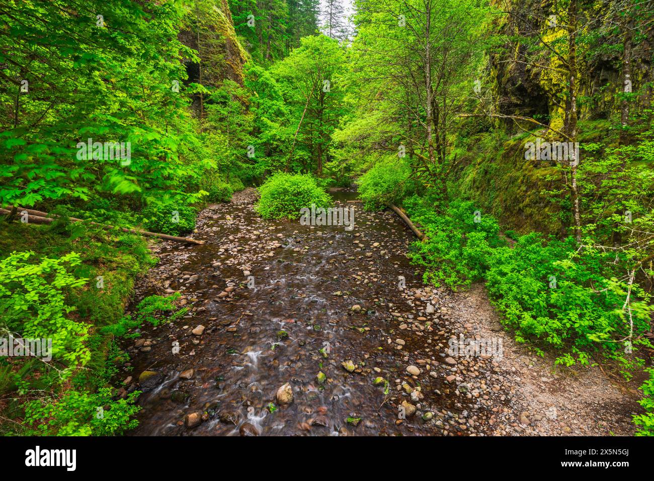Oneonta Gorge, Columbia River Gorge National Scenic Area, Oregon, USA ...