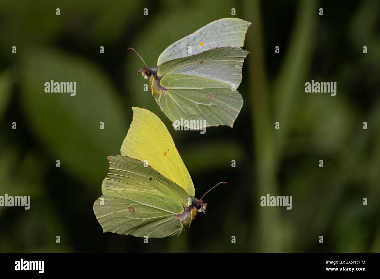 Common Brimstone (Gonepteryx rhamni) flying male & female Idle Valley ...