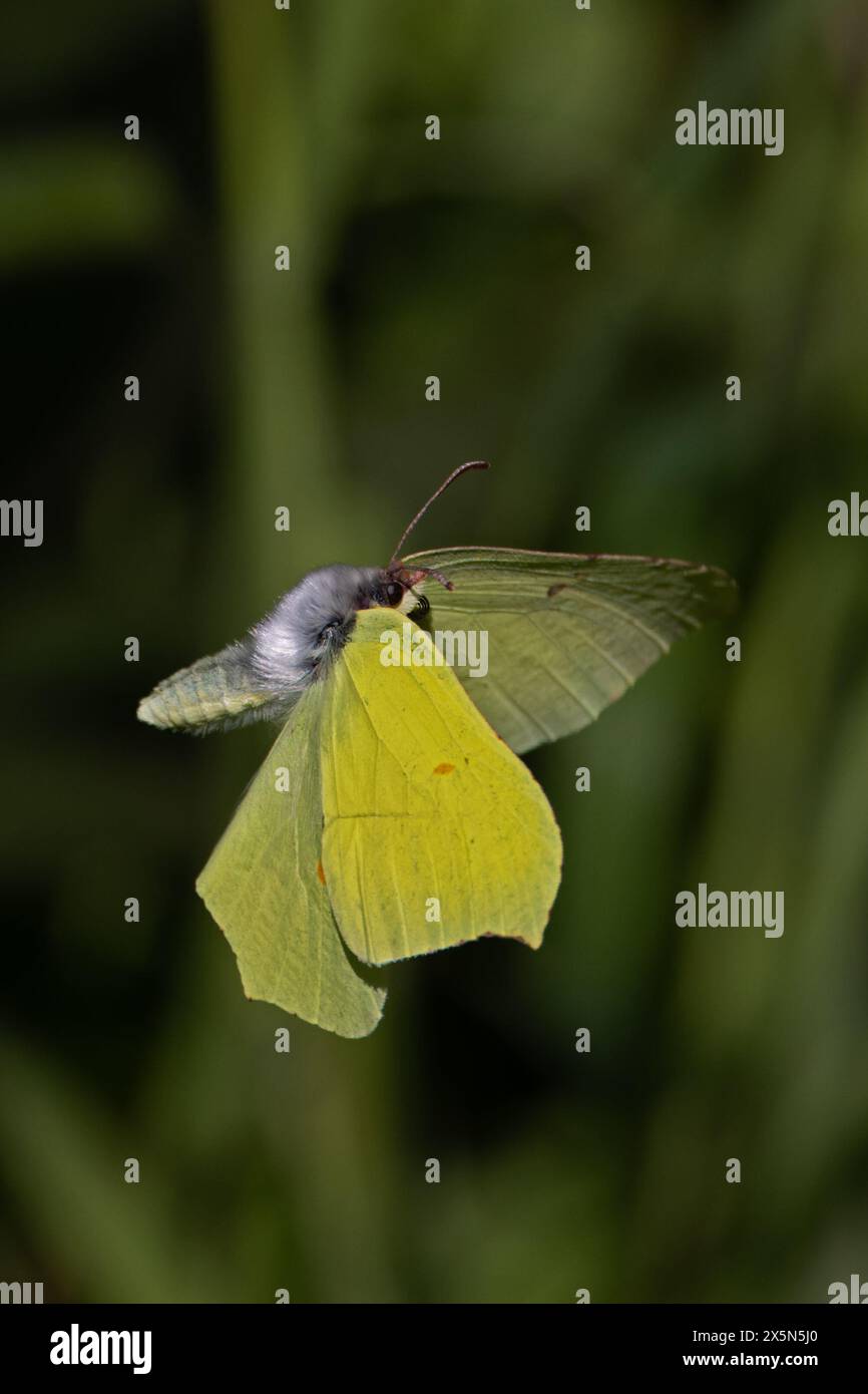 Common Brimstone (Gonepteryx rhamni) flying male Idle Valley ...