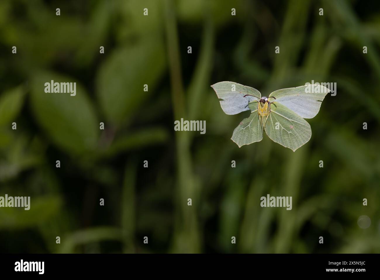Common Brimstone (Gonepteryx rhamni) flying female Idle Valley ...