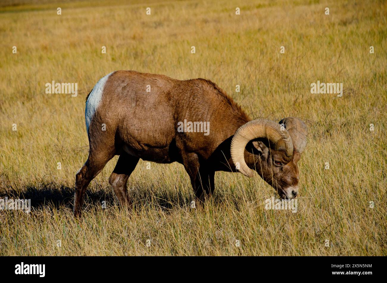 USA, South Dakota. Badlands National Park, bighorn sheep ram grazing ...