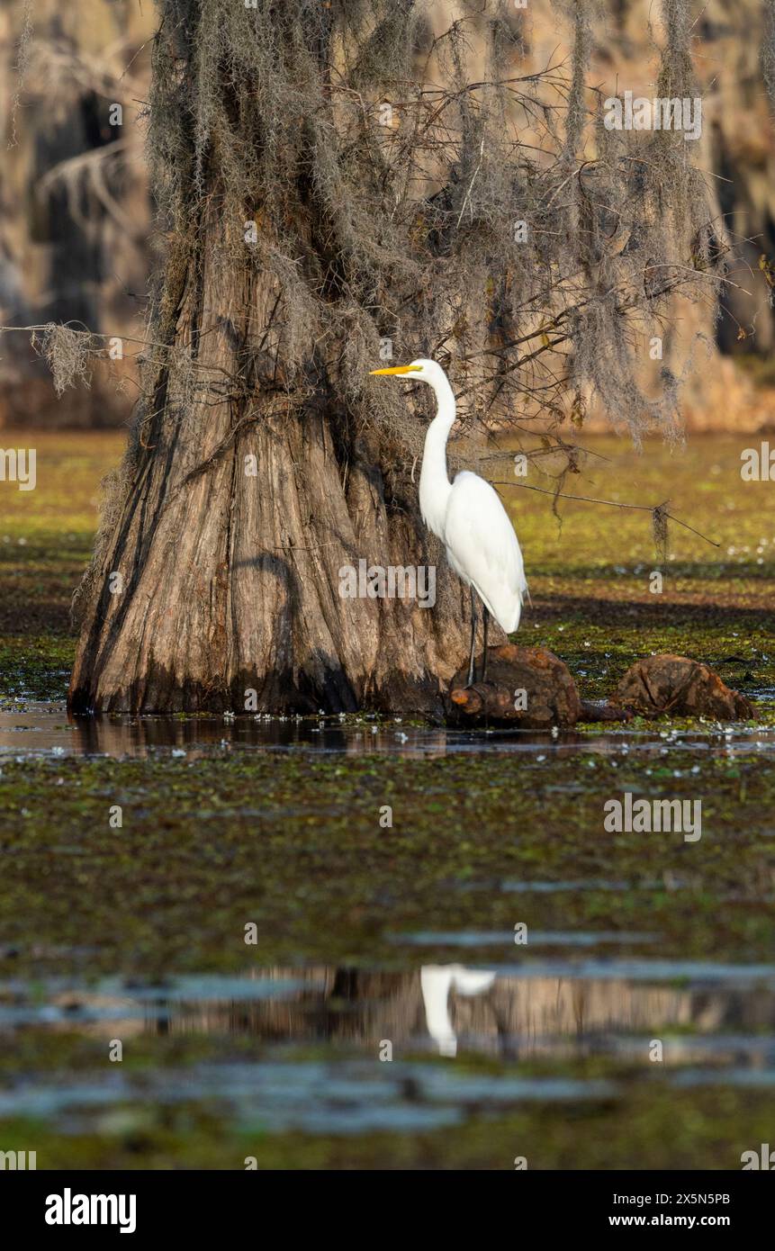USA, Texas, Caddo Lake, cypress trees in autumn color with great egret ...