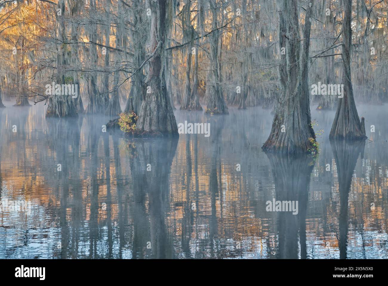 USA, Texas. Caddo Lake and cypress trees in autumn color in the fog ...
