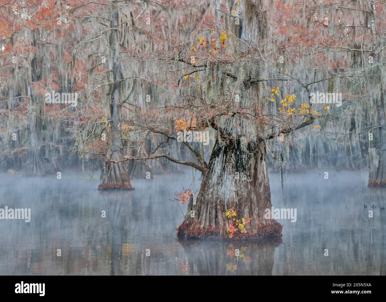 USA, Texas. Caddo Lake and cypress trees in autumn color in the fog ...