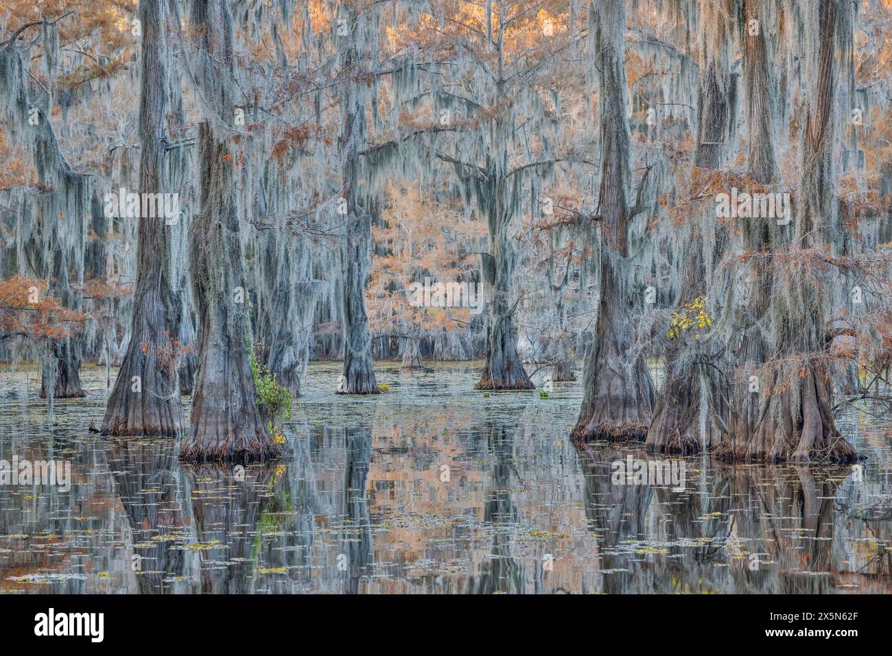 USA, Texas. Caddo Lake and cypress trees in autumn color Stock Photo ...