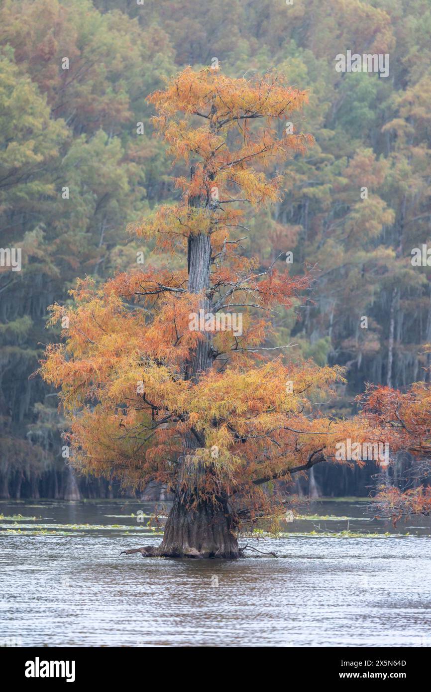 USA, Texas. Caddo Lake and cypress trees in autumn color Stock Photo ...