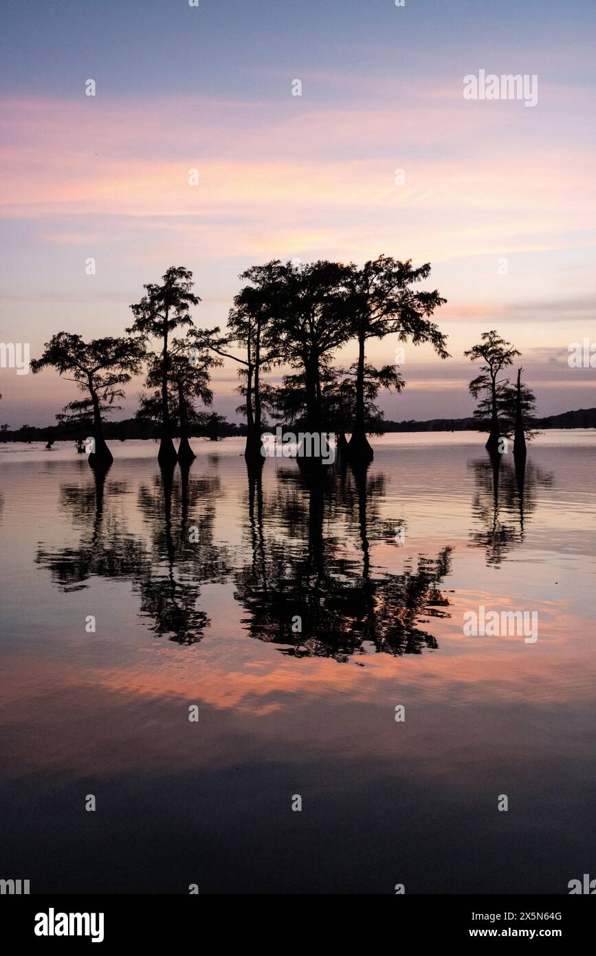USA, Texas. Caddo Lake and cypress trees in autumn color at sunset ...