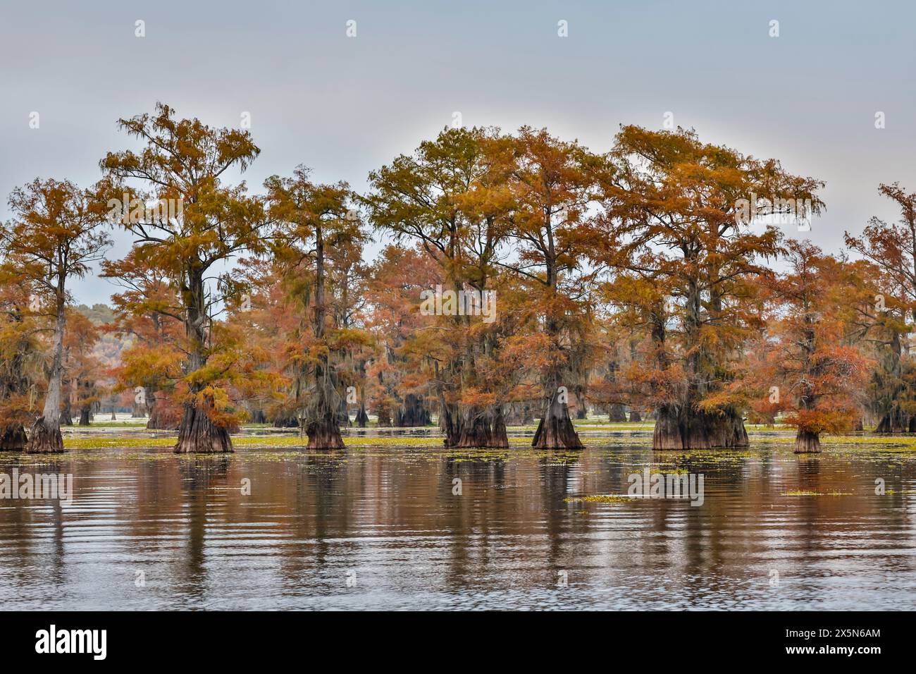 USA, Texas. Caddo Lake and cypress trees in autumn color Stock Photo ...