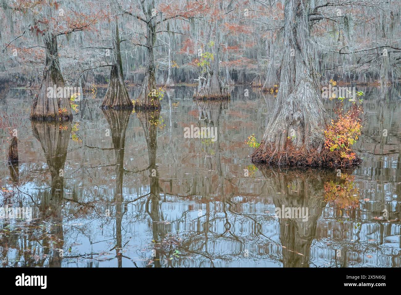 USA, Texas. Caddo Lake and cypress trees in autumn color Stock Photo ...