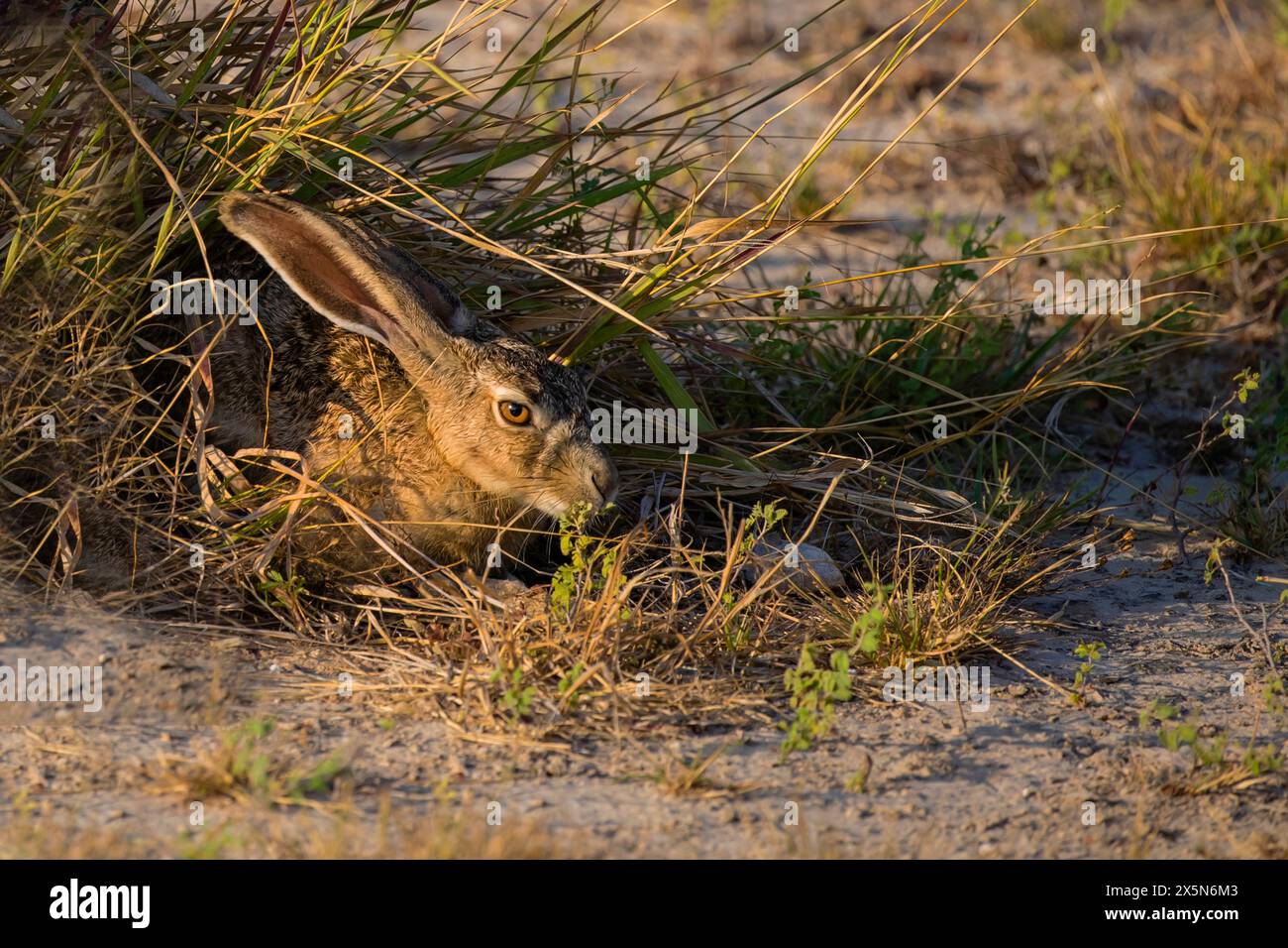 USA, Texas, Willacy County. Port Mansfield, black-tailed jackrabbit ...
