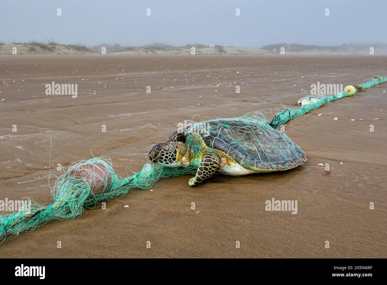 USA, Texas, Cameron County. Boca Chica Beach, Gulf of Mexico, green sea ...