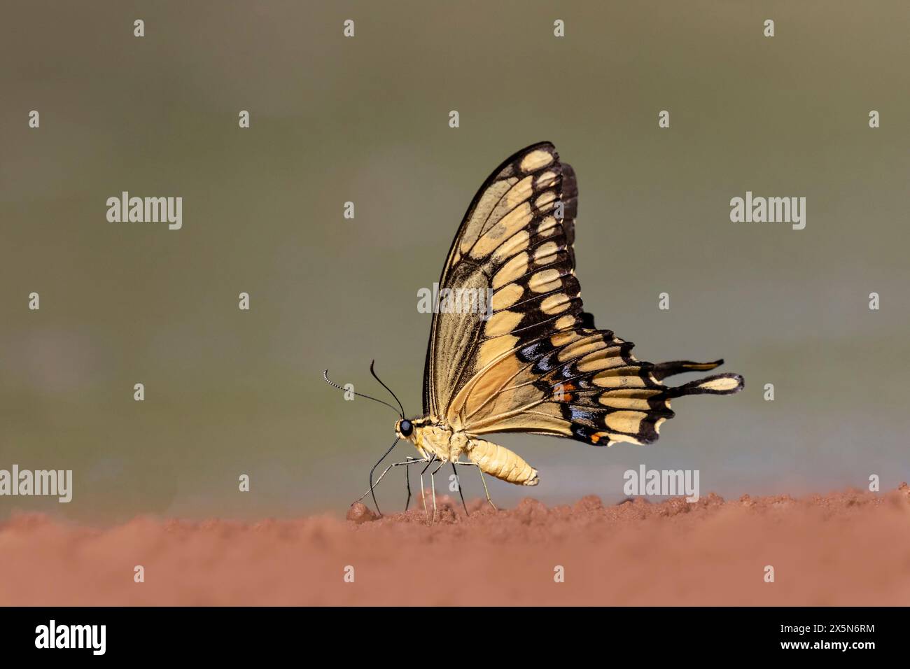 USA, Texas, Starr County. Santa Clara Ranch, giant swallowtail feeding ...