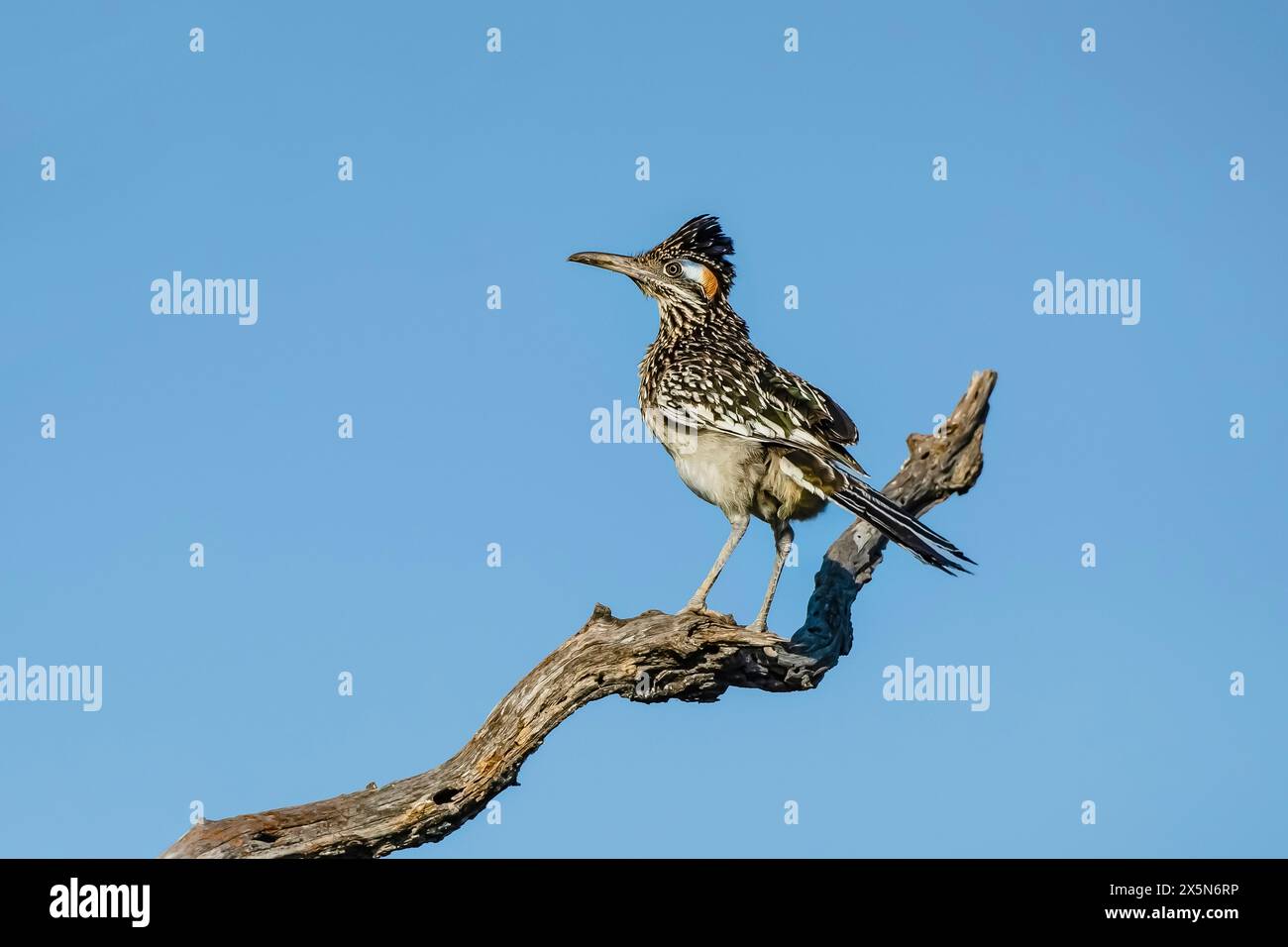 USA, Texas, Starr County. Santa Clara Ranch, greater roadrunner alert ...