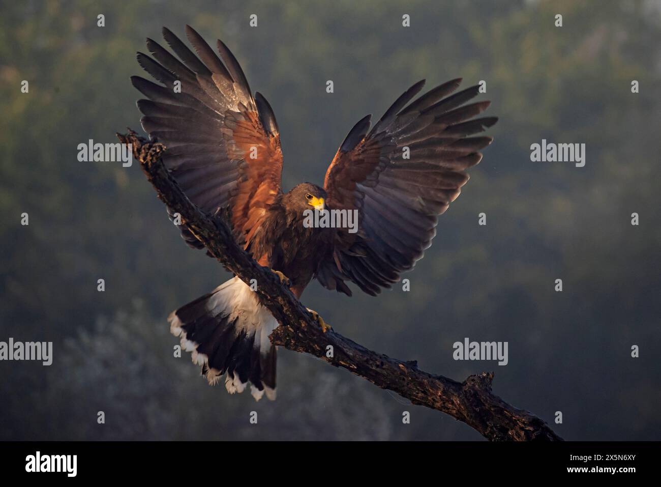 USA, Texas, Starr County. Santa Clara Ranch, Harris's hawk landing ...