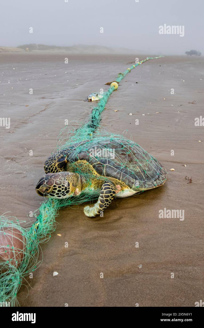 USA, Texas, Cameron County. Boca Chica Beach, Gulf of Mexico, green sea ...