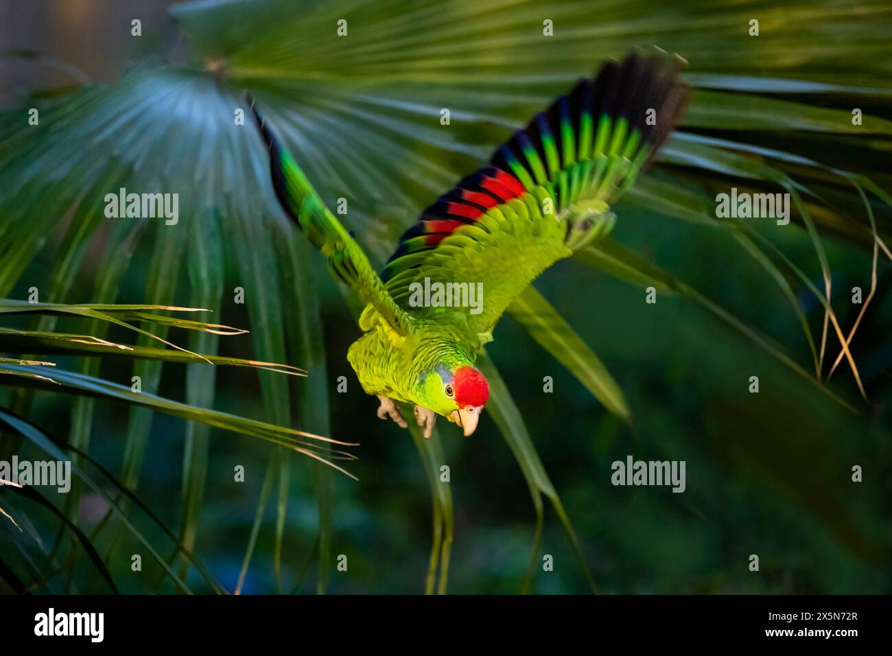 Usa parrot hi-res stock photography and images - Alamy