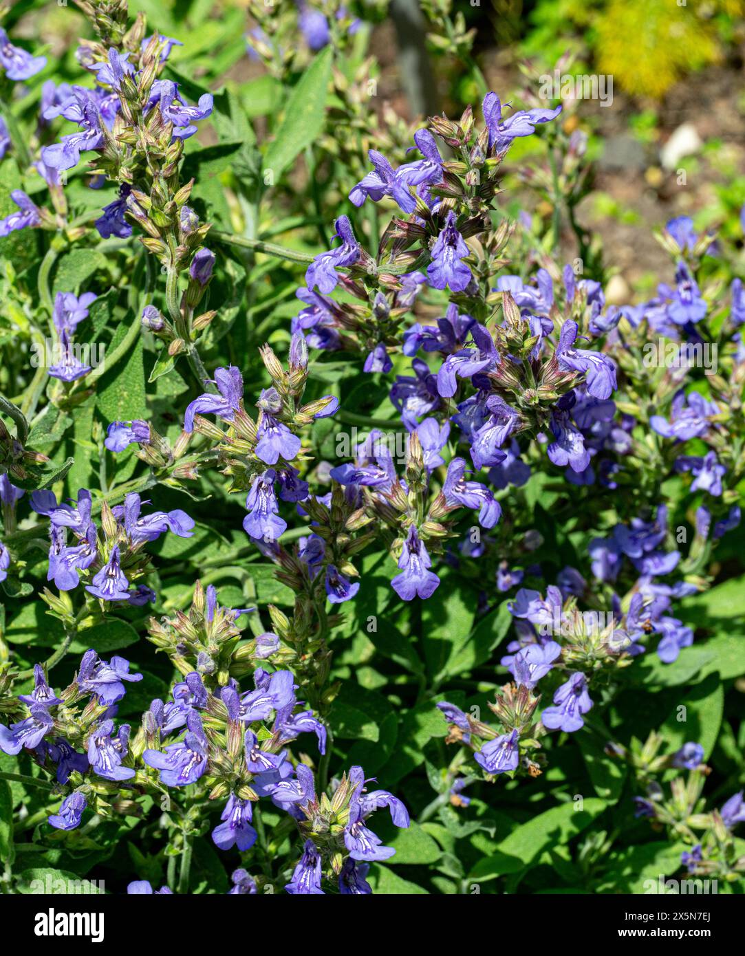 Salvia lavandulifolia vahl hi-res stock photography and images - Alamy