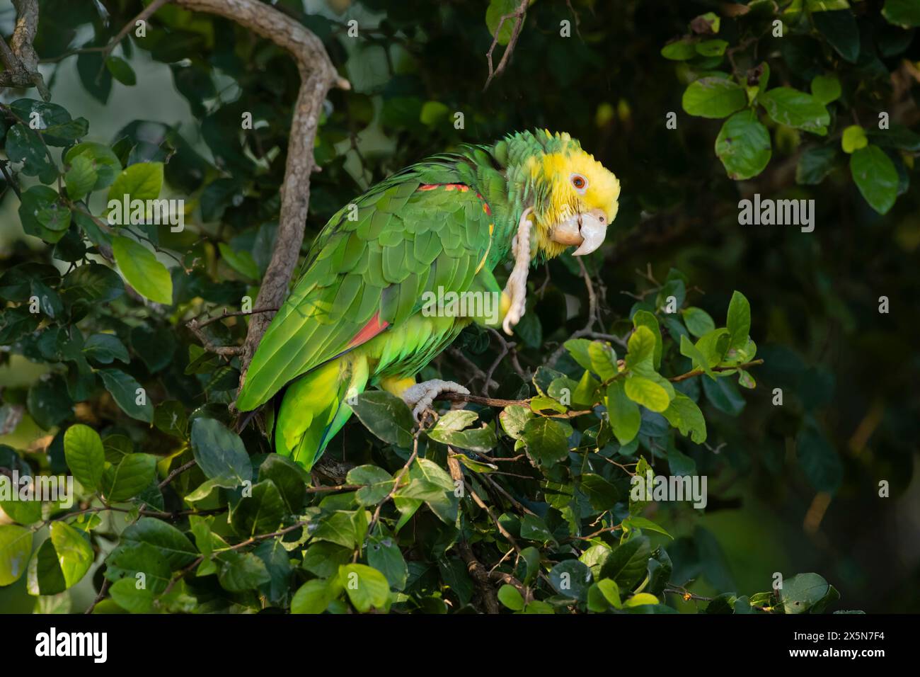 Parrot grooming hi-res stock photography and images - Alamy