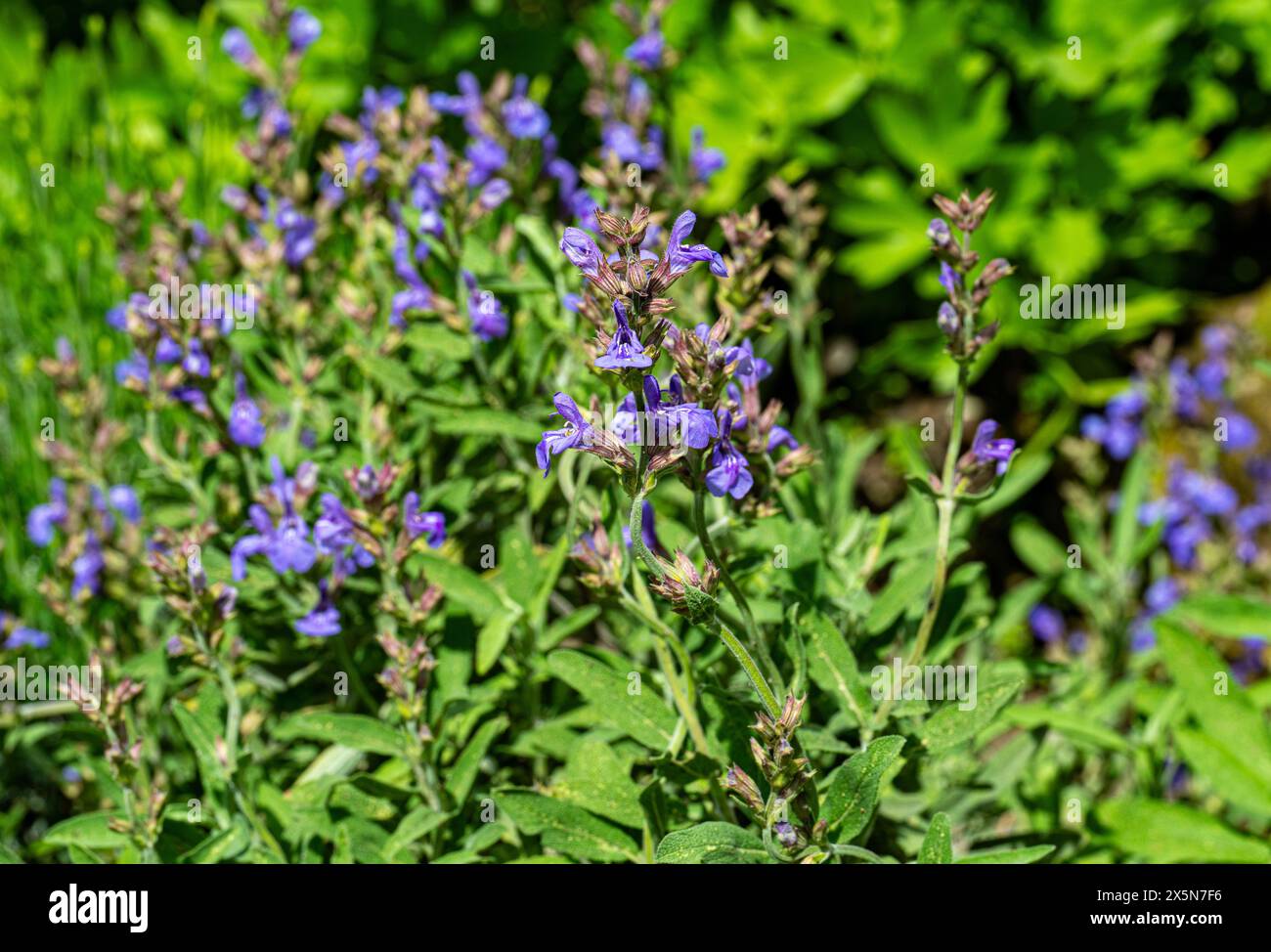 Spanish sage (Salvia lavandulifolia Vahl) is a subshrub native to Spain ...