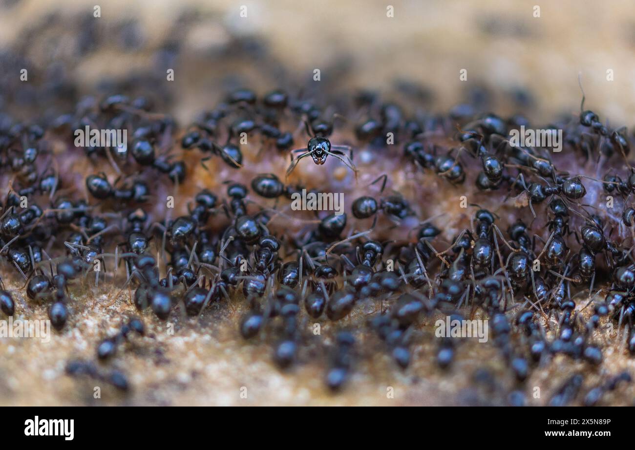 Black ants feasting Stock Photo - Alamy
