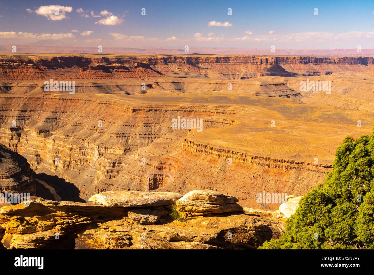 USA, Utah, Bear's Ears National Monument. Muley Point overlook of ...
