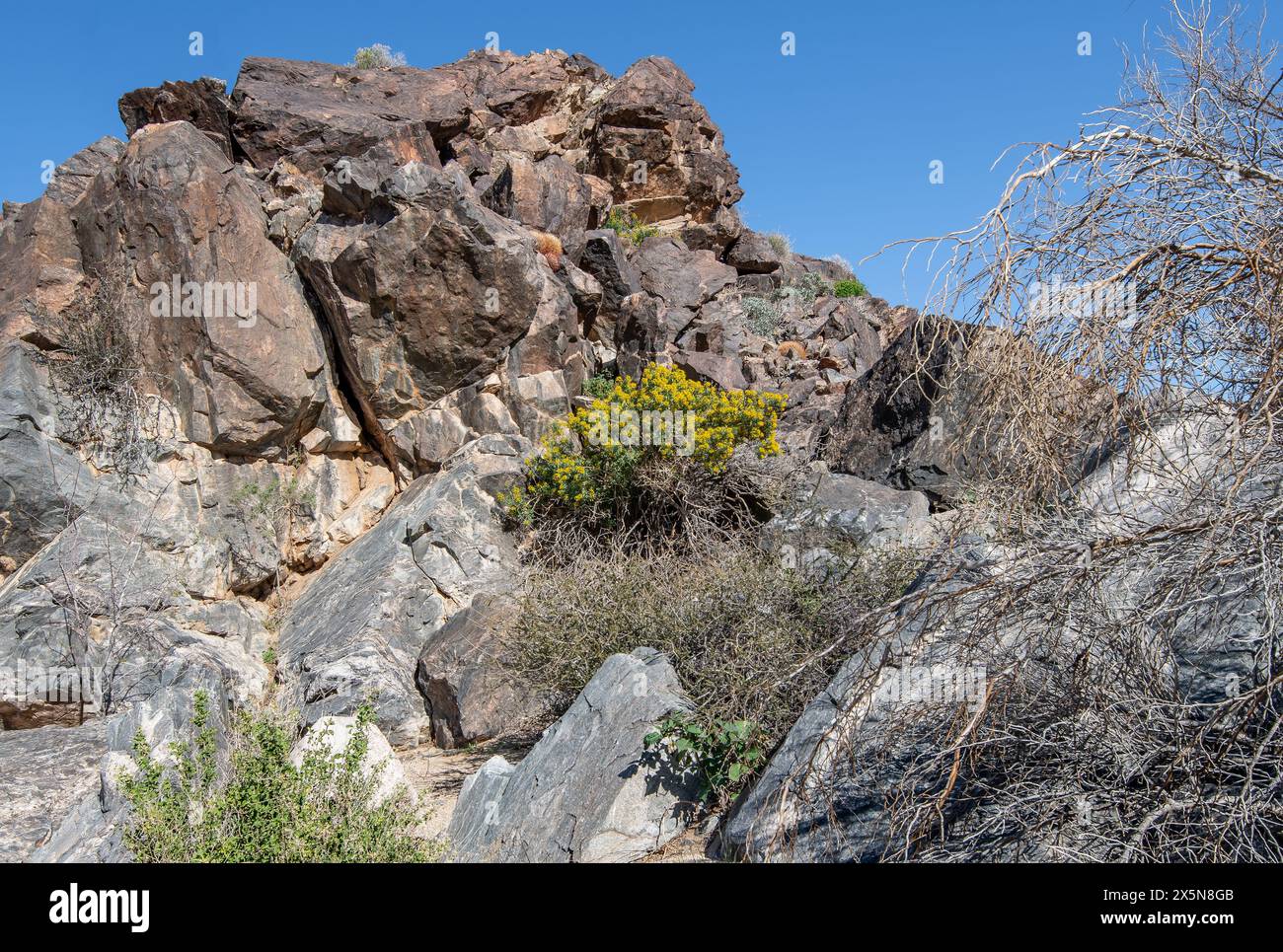 Natural Desert Rock Garden: A variety of desert plants fill the ...