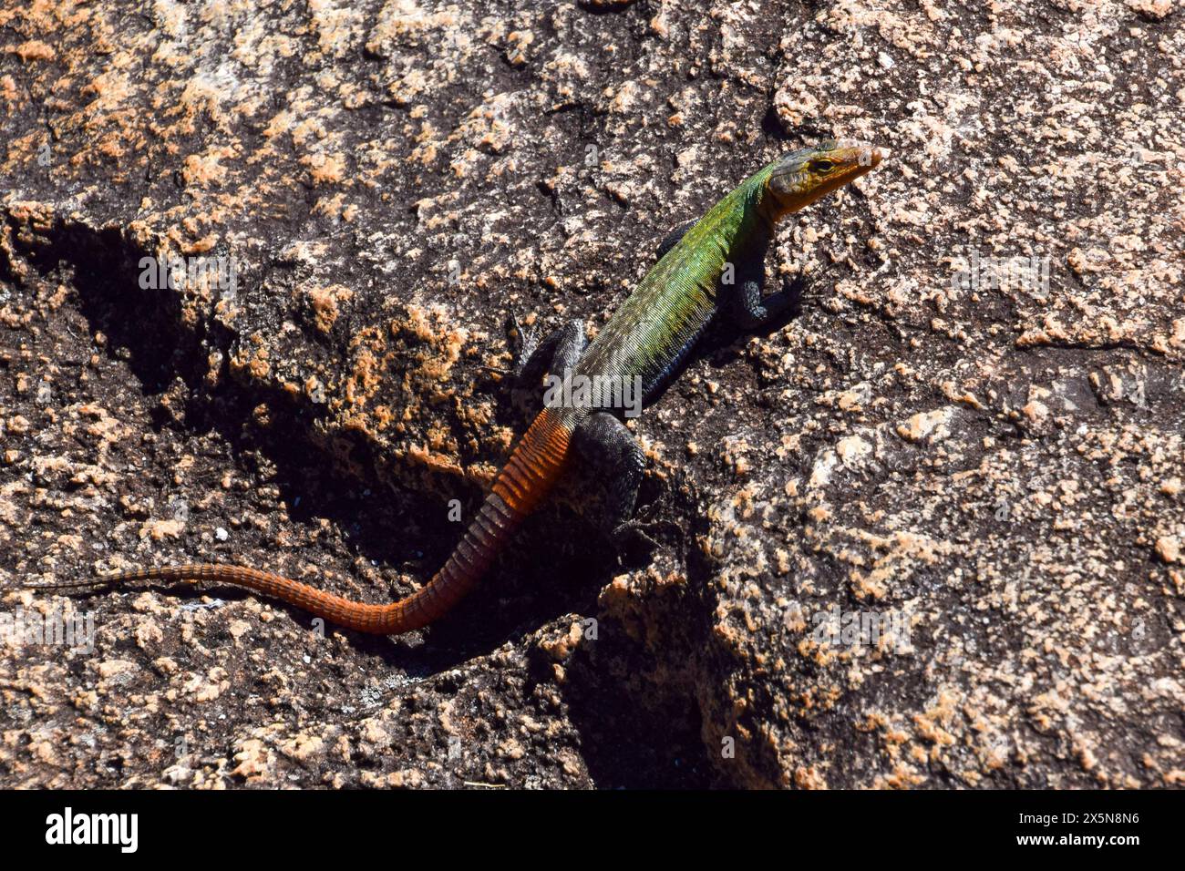 Zimbabwe. 1st May 2024. A colourful common flat lizard. Credit: Vuk ...