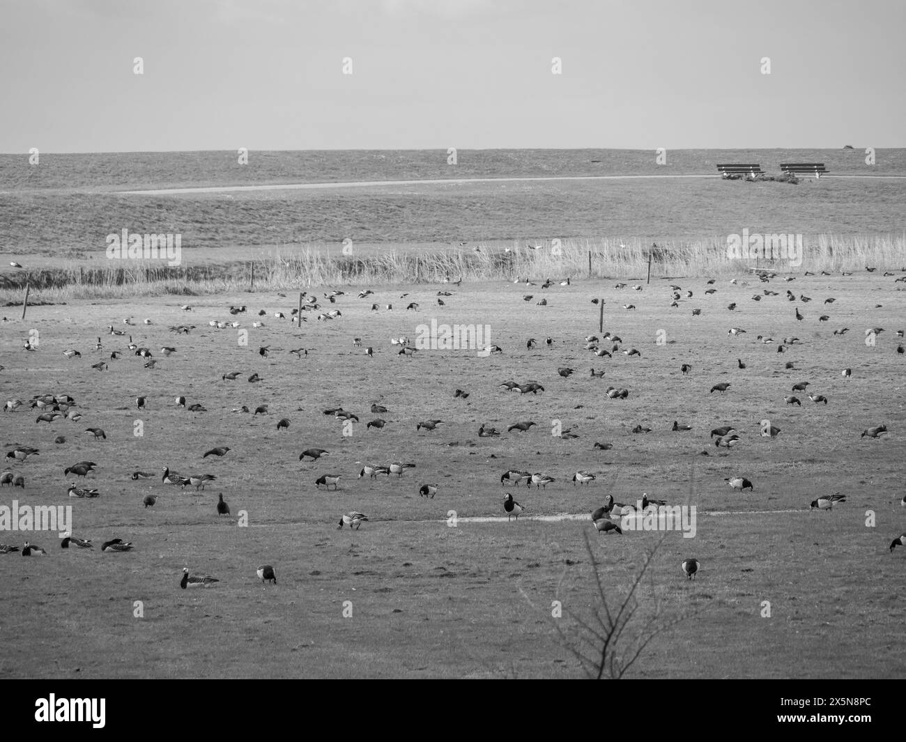 the island of ameland in holland Stock Photo - Alamy