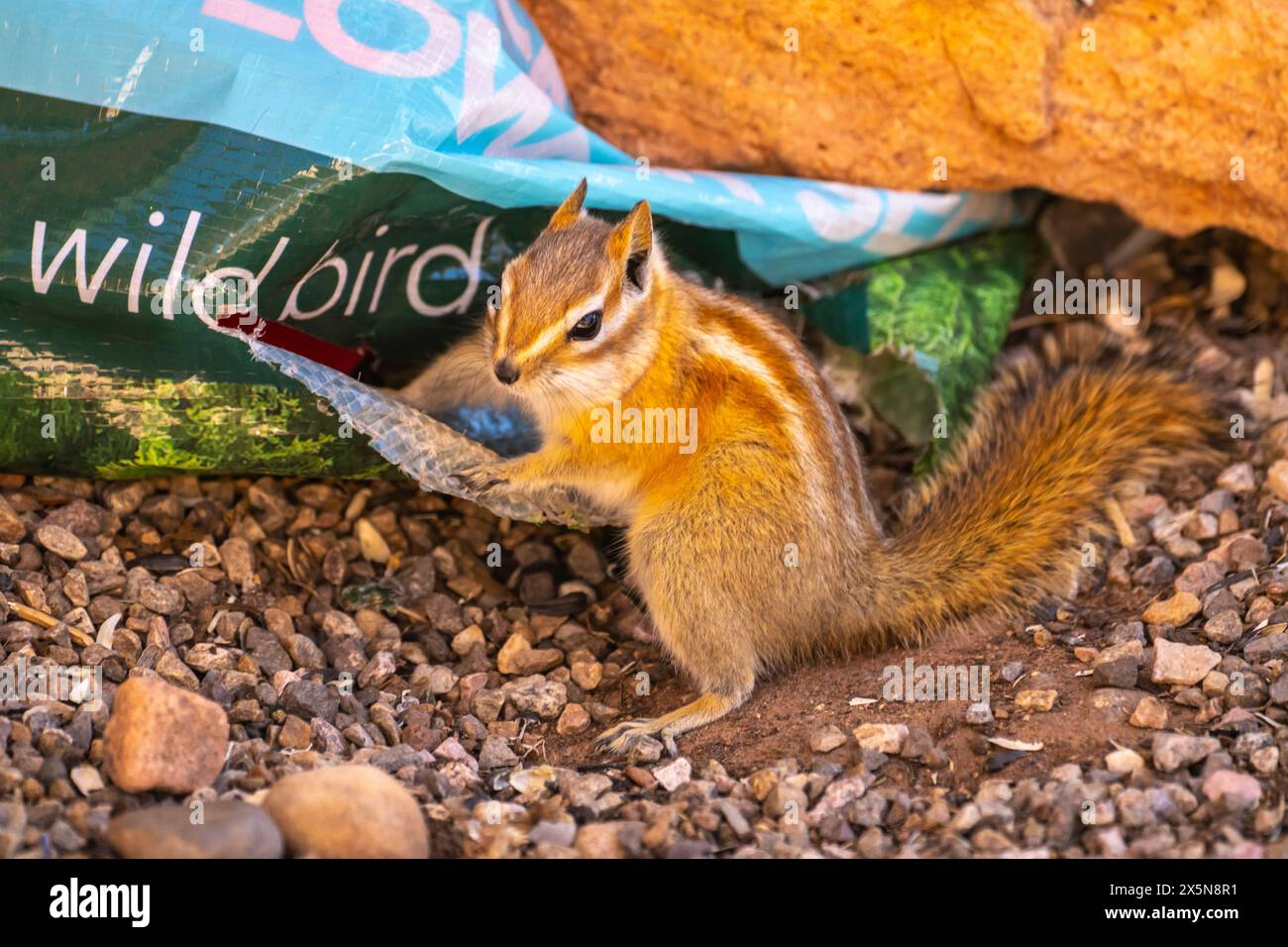 USA, Utah, Grand Staircase Escalante National Monument. Least chipmunk ...