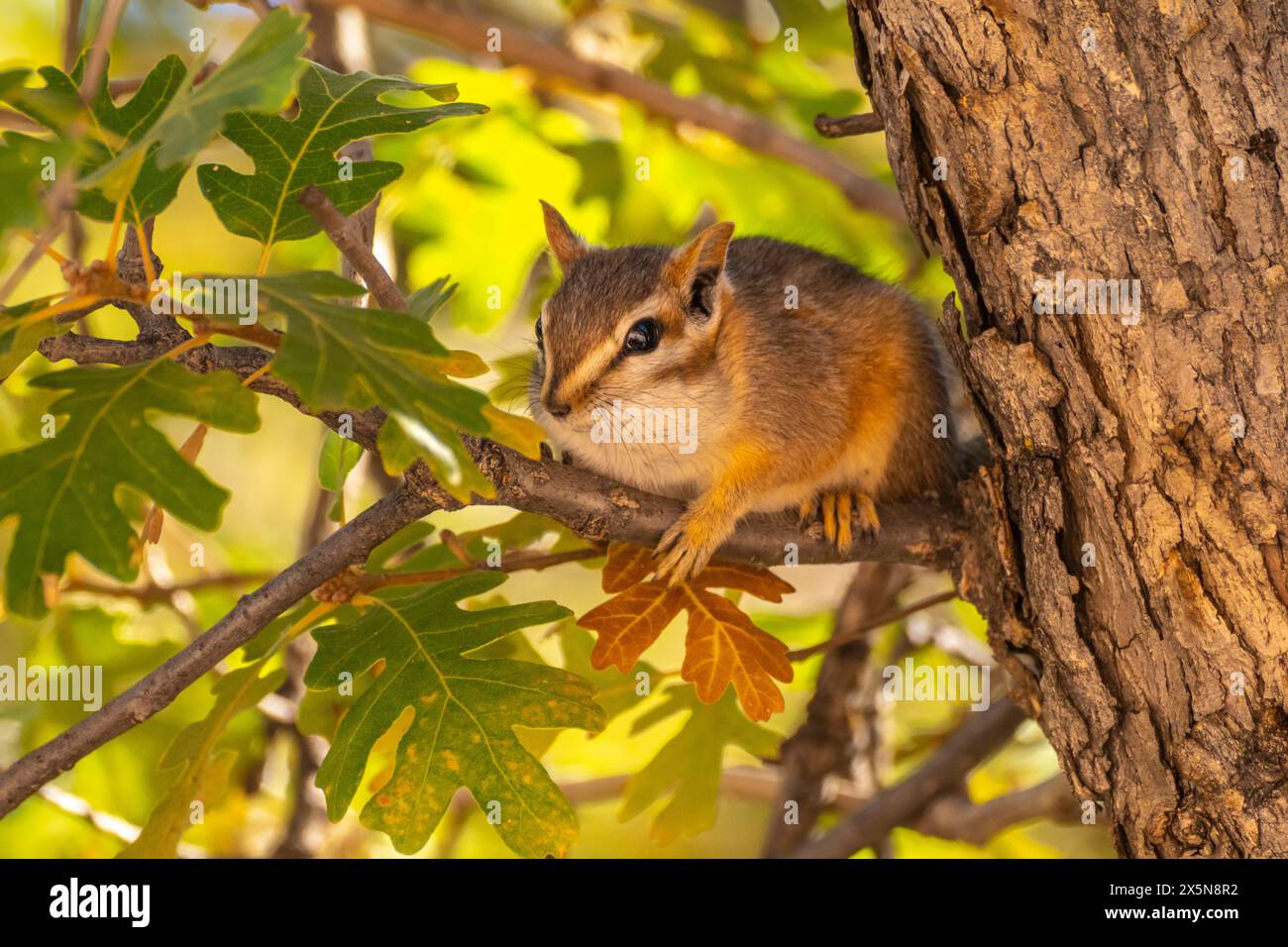 USA, Utah, Grand Staircase Escalante National Monument. Least chipmunk ...