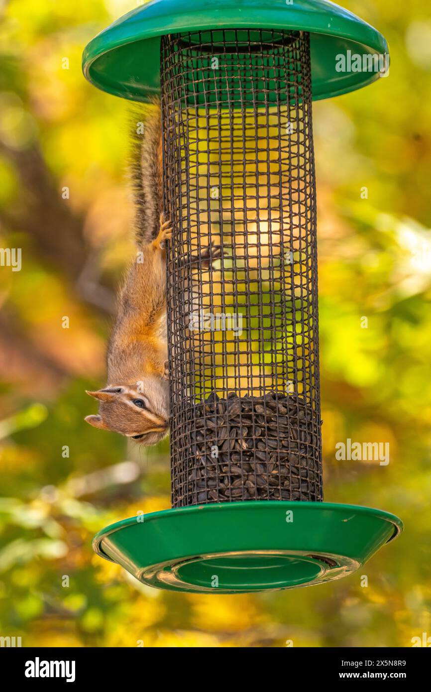 USA, Utah, Grand Staircase Escalante National Monument. Least chipmunk ...