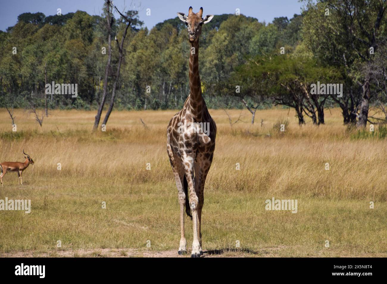 Zimbabwe. 3rd may 2024. A giraffe in a nature reserve. Credit: Vuk ...