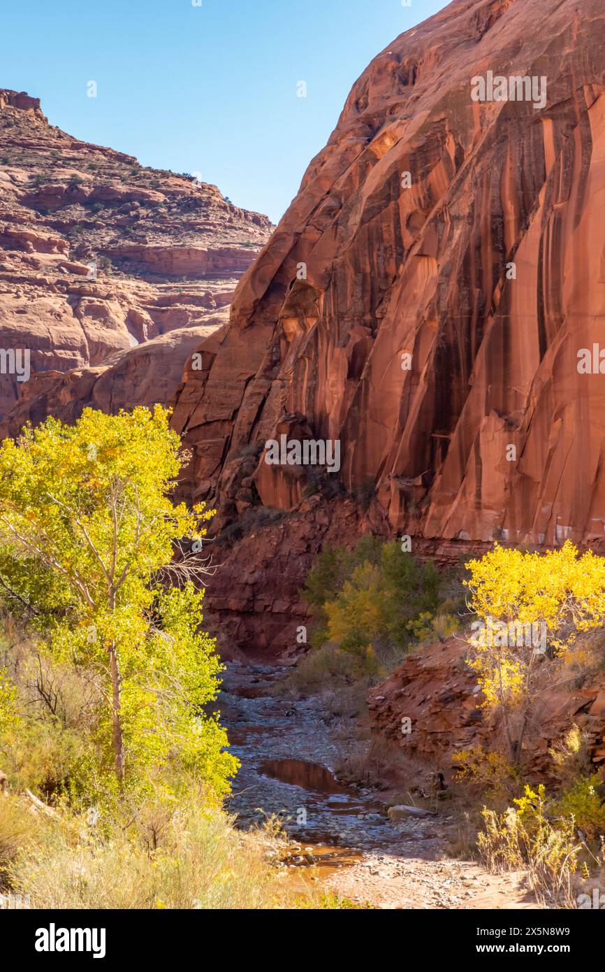 USA, Utah, Glen Canyon National Recreation Area. Rocky cliff with trees ...