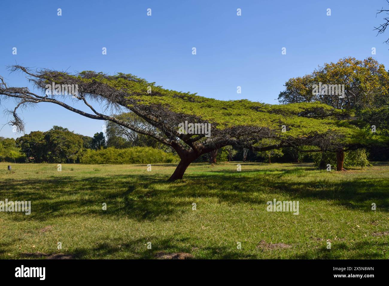 Acacia tree in Zimbabwe, April 2024. Credit: Vuk Valcic / Alamy Stock ...