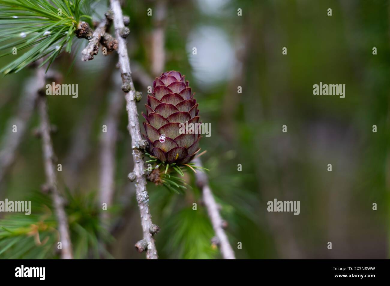 Pine cones in an arboretum or forest. Cones are brown. It's spring or ...