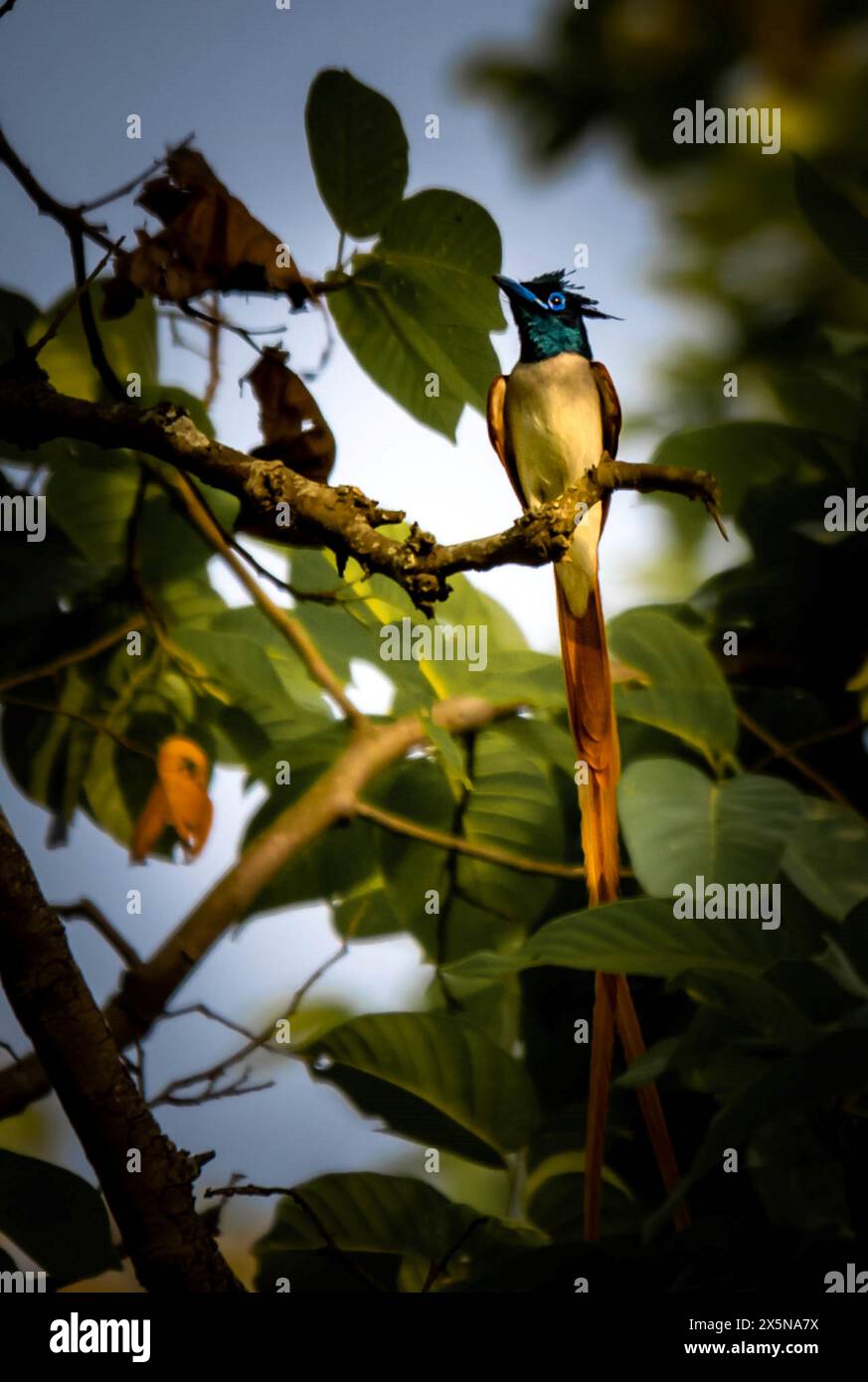 The Indian paradise flycatcher (Terpsiphone paradise) is a medium-sized ...