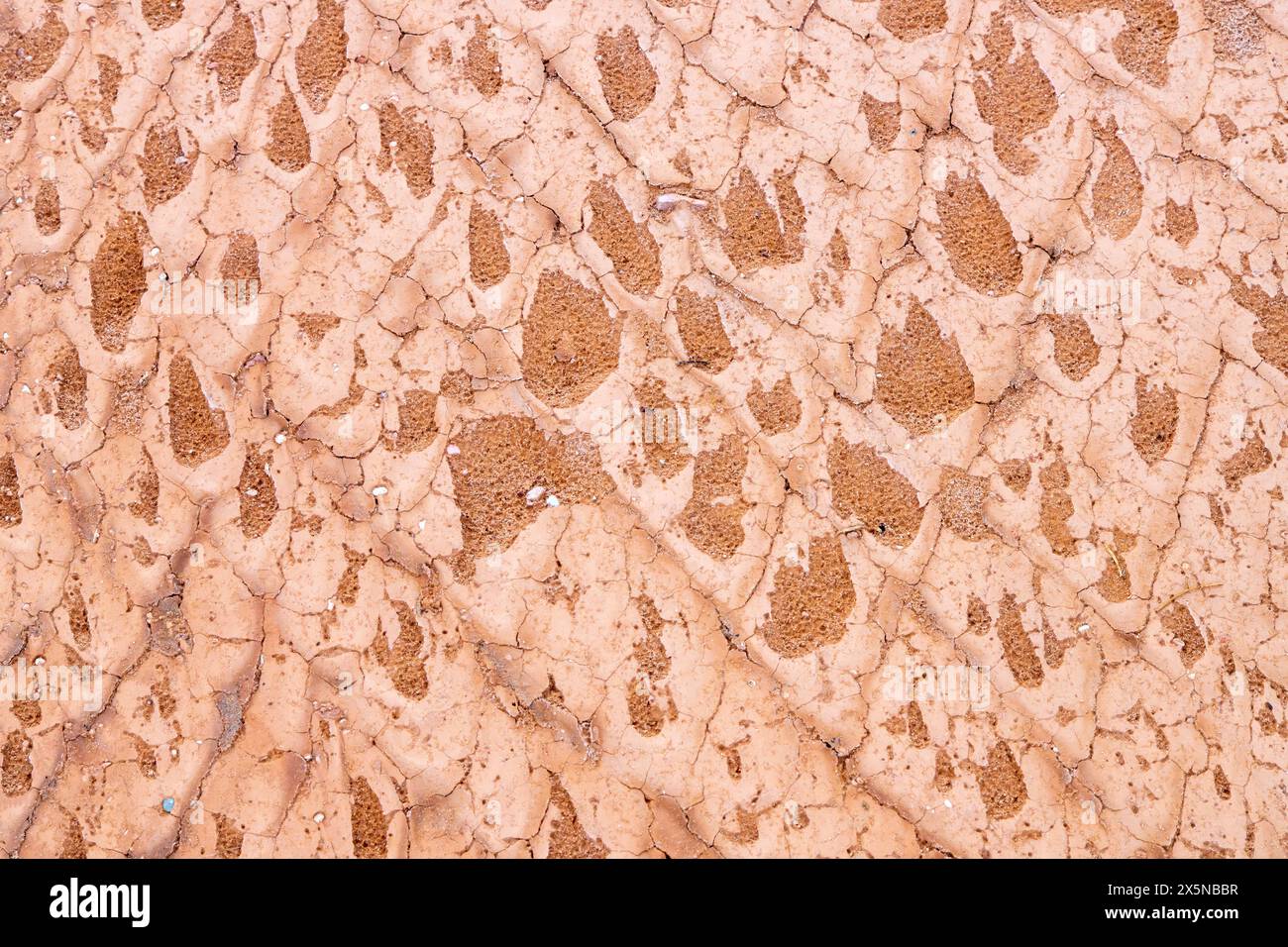 USA, Utah, Grand Staircase Escalante National Monument. Close-up of ...