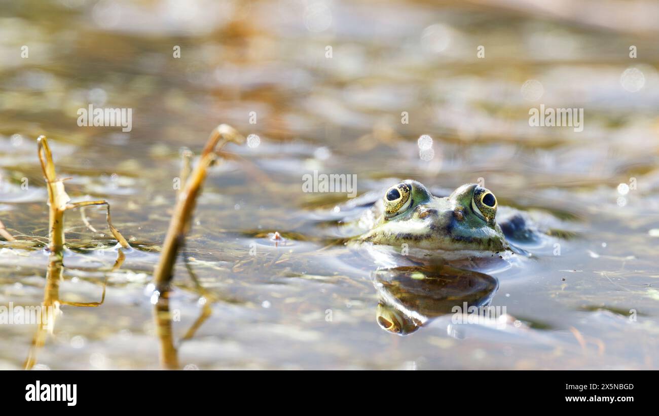 Common Frog , Rana temporaria in water , looking in to camera Stock ...