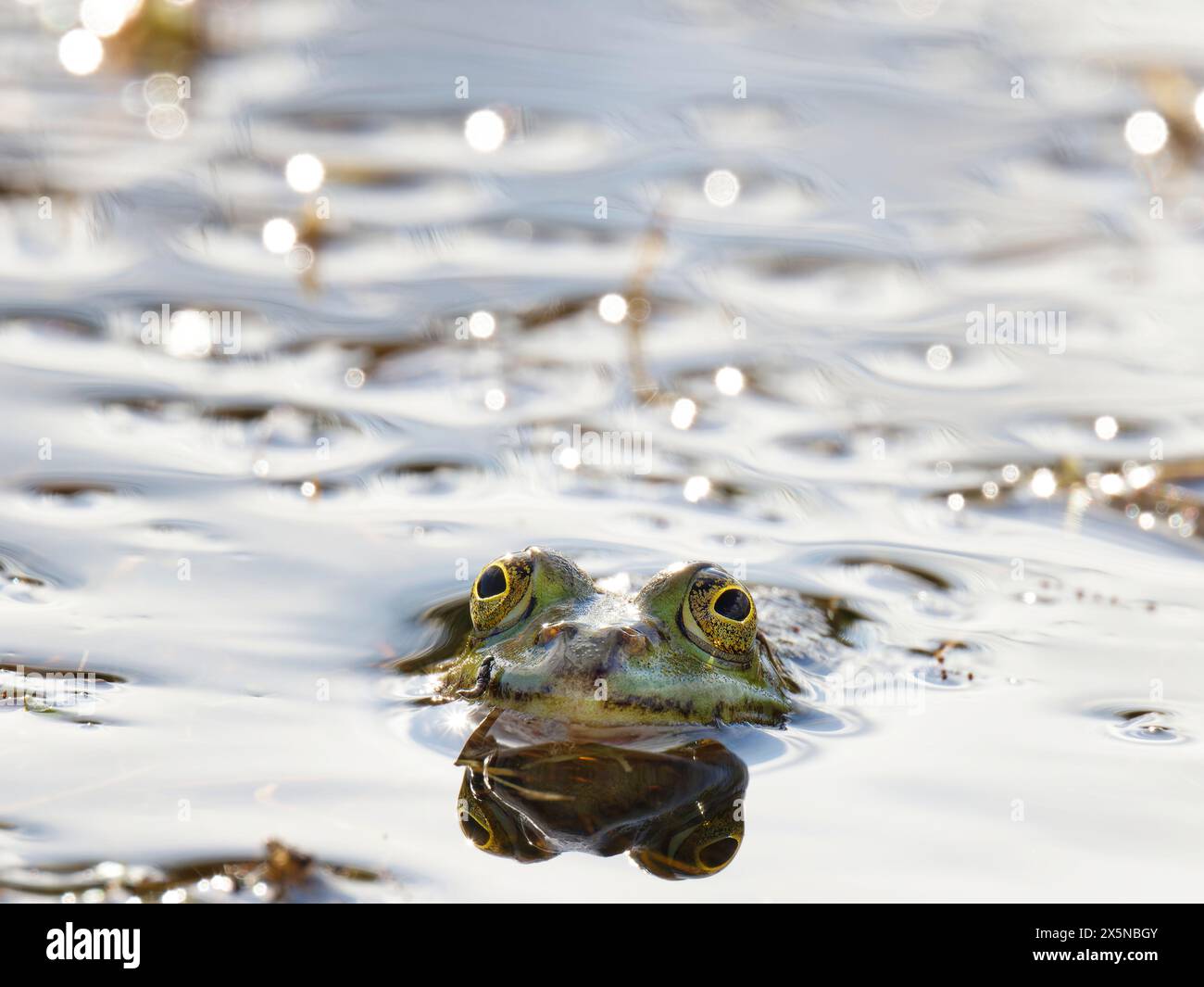 Common Frog , Rana temporaria in water , looking in to camera Stock ...