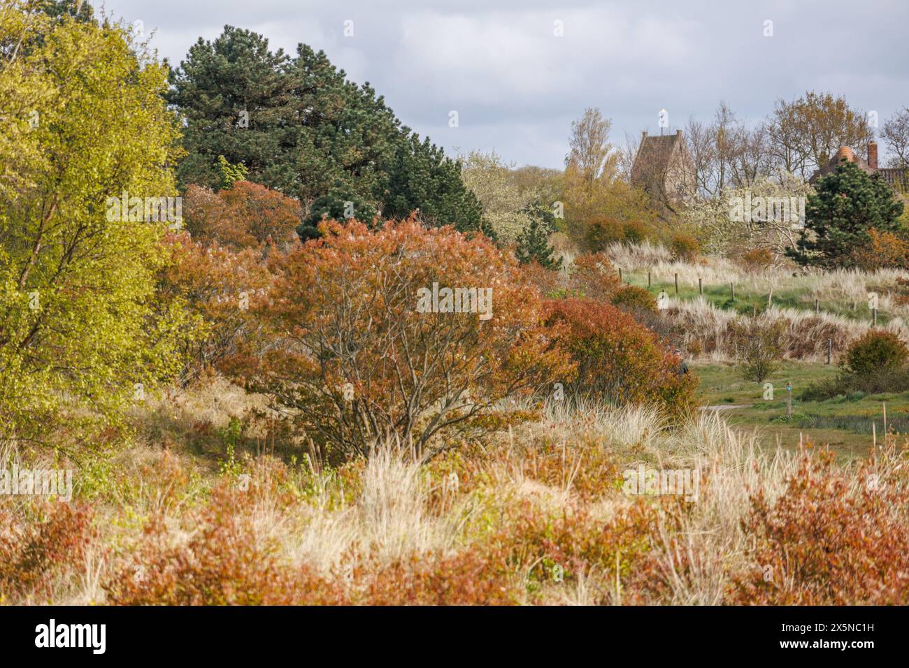 the island of ameland in holland Stock Photo - Alamy