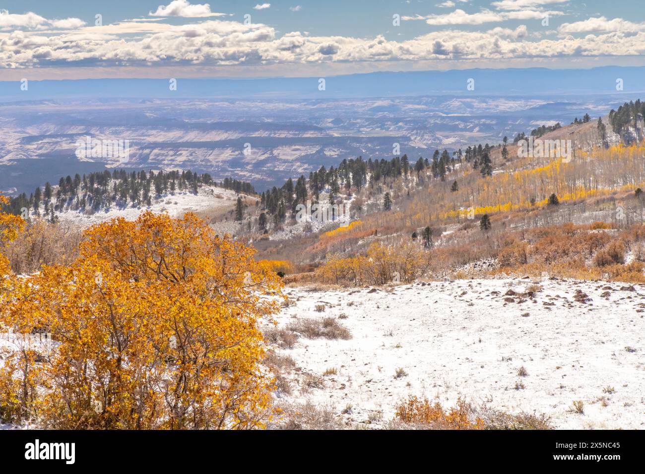 Aspen trees mountain hi-res stock photography and images - Alamy
