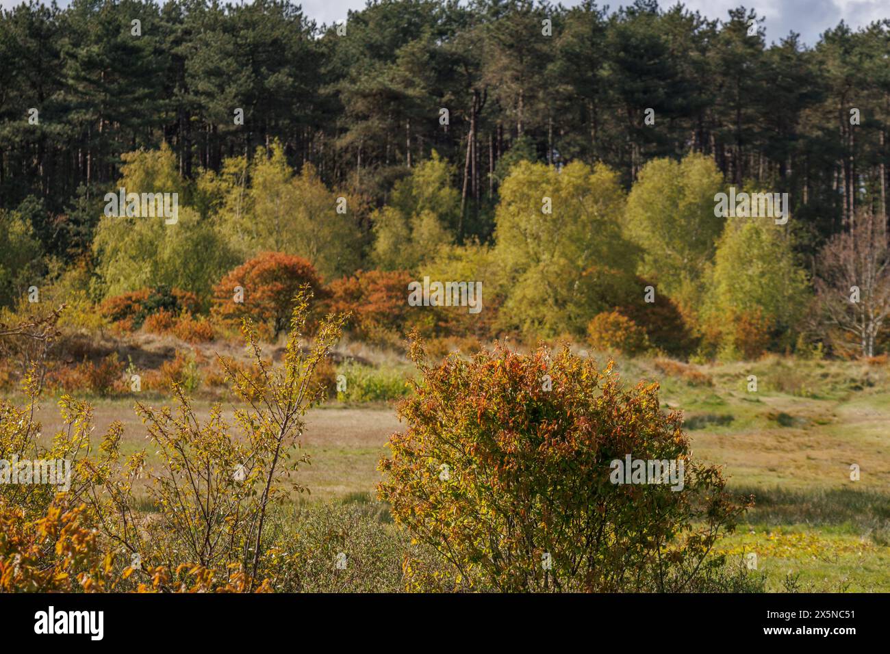 the island of ameland in holland Stock Photo - Alamy