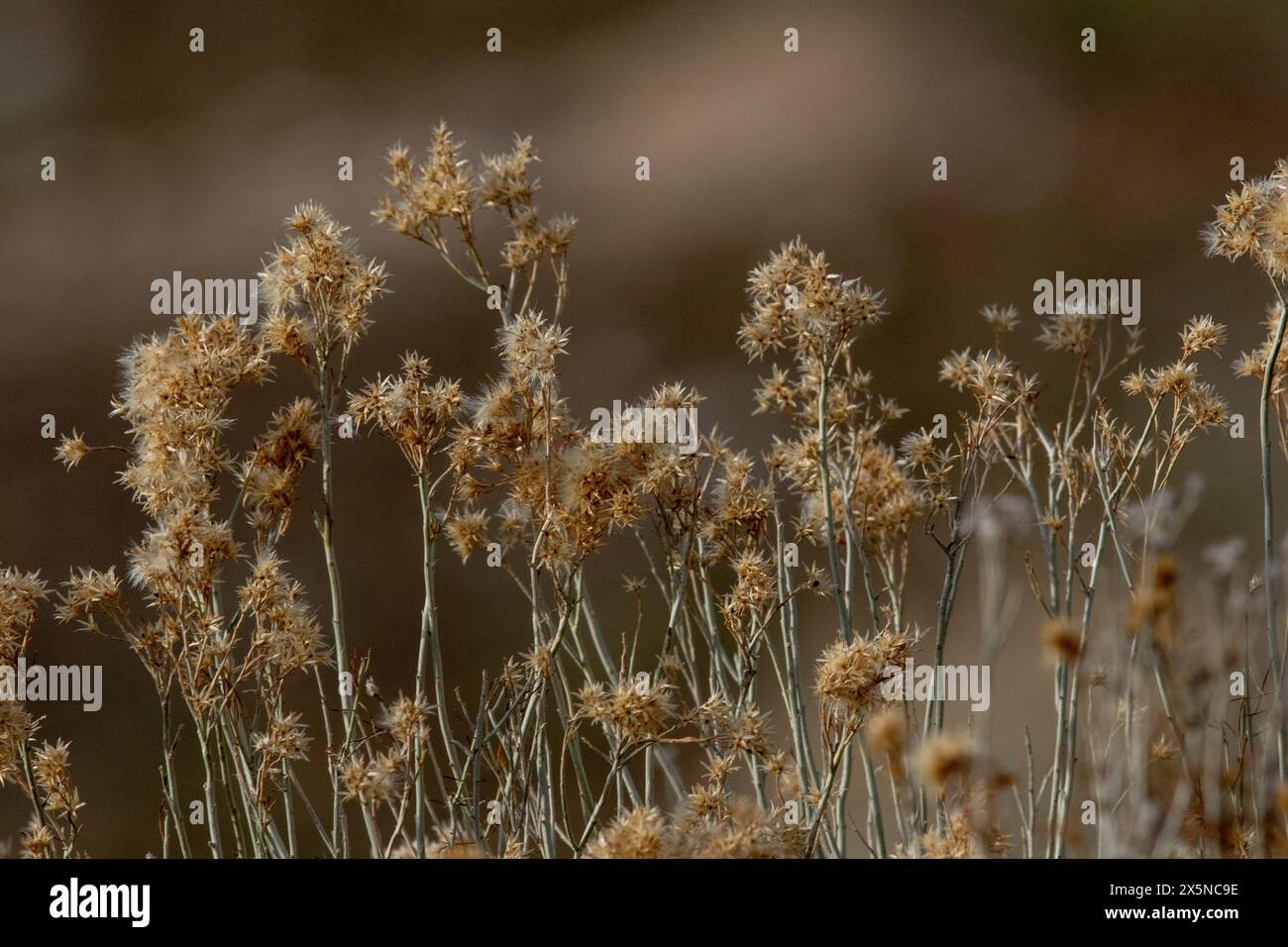 Brush rabbit hi-res stock photography and images - Alamy