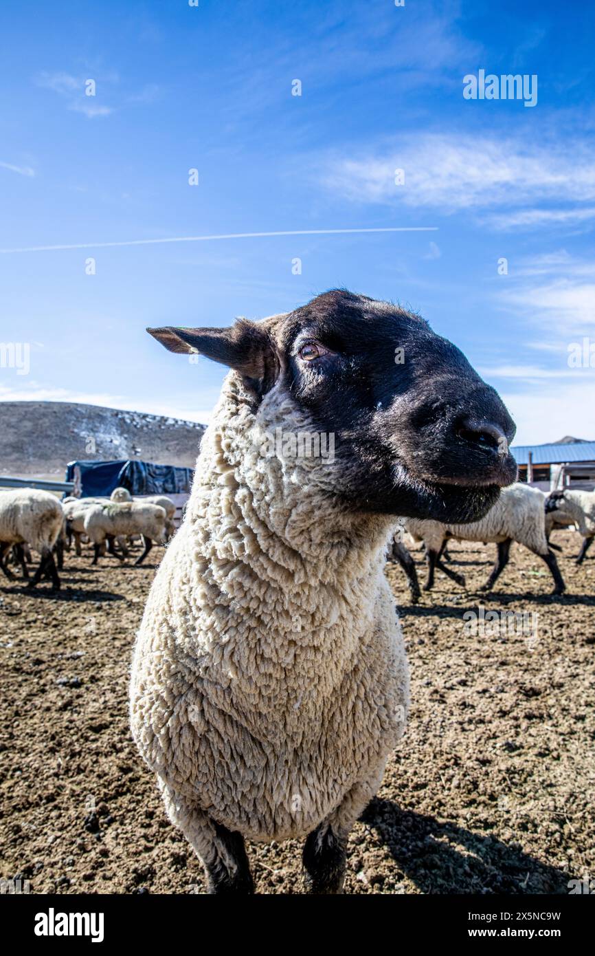 Suffolk sheep hi-res stock photography and images - Alamy