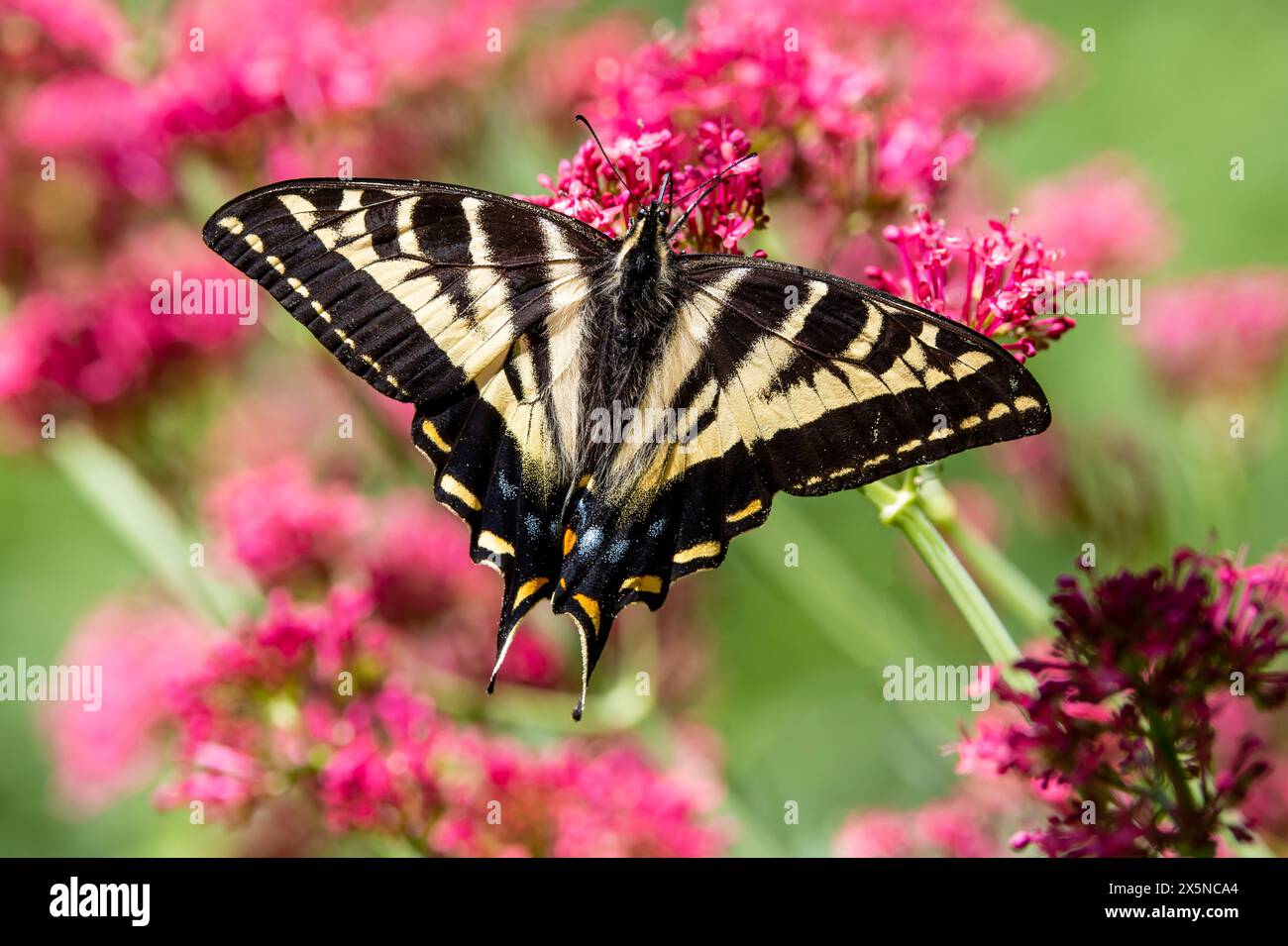 USA, Washington State, Sammamish. Western tiger swallowtail butterfly ...