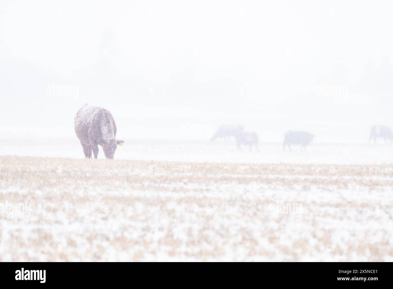 Blizzard [prairies winter storm] hi-res stock photography and images ...